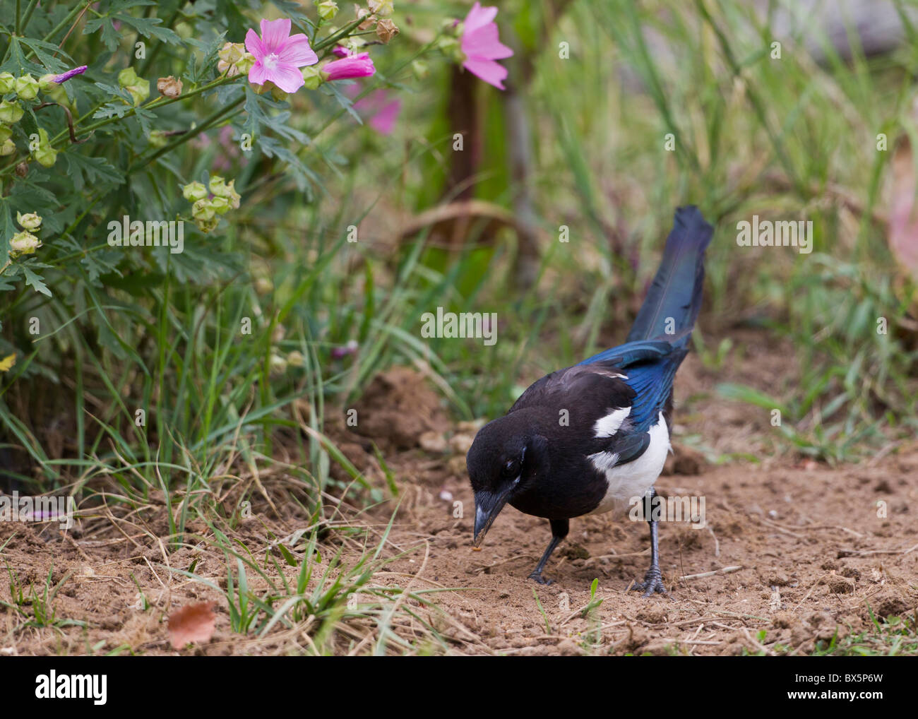 Magpie ( pica pica ) in meadow searching for ants Stock Photo - Alamy