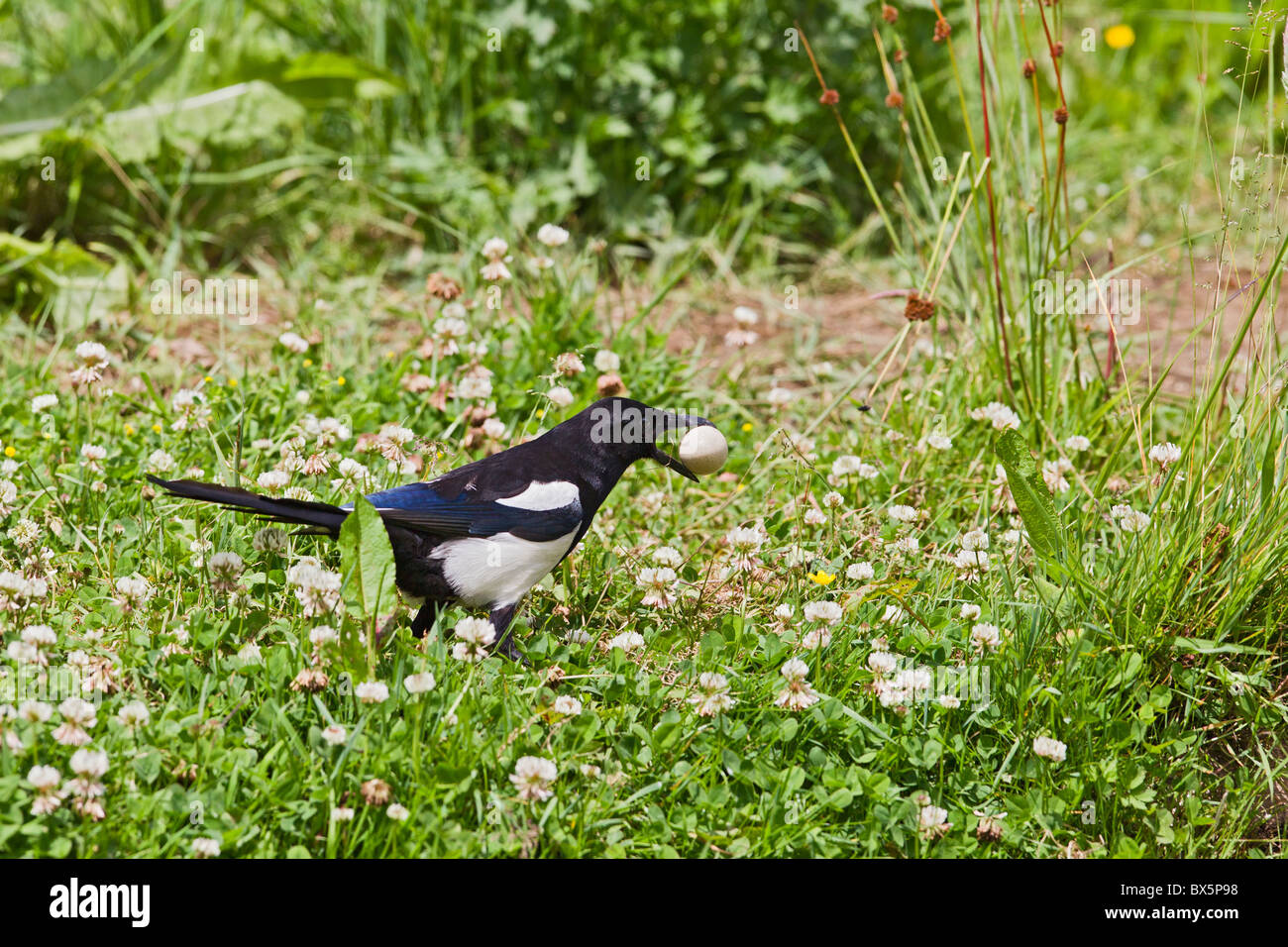 Magpie ( pica pica ) stealing partridge egg Stock Photo - Alamy