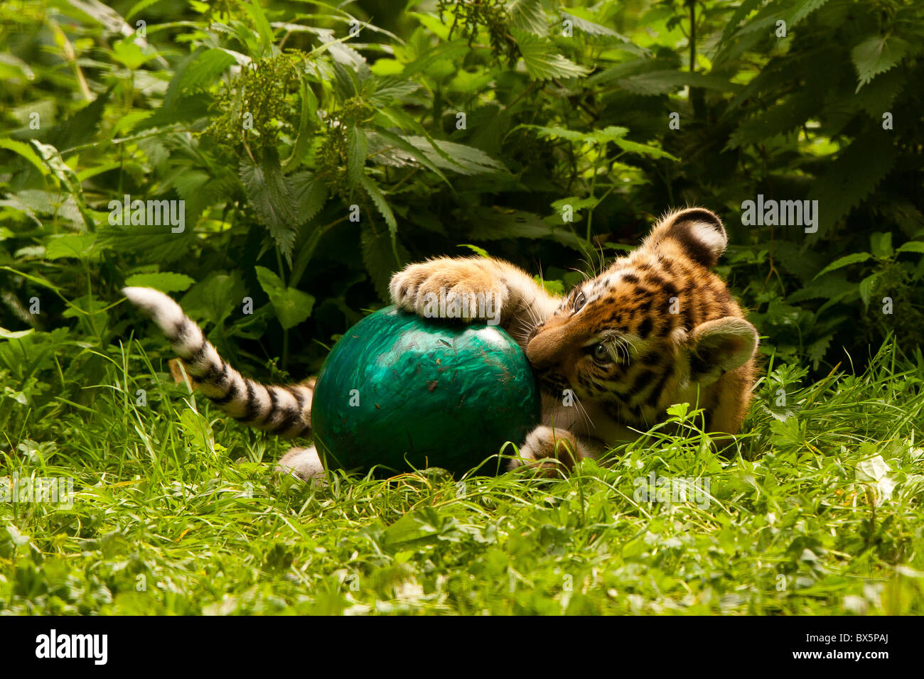 Siberian/Amur Tiger Cub Playing with Ball Stock Photo - Alamy
