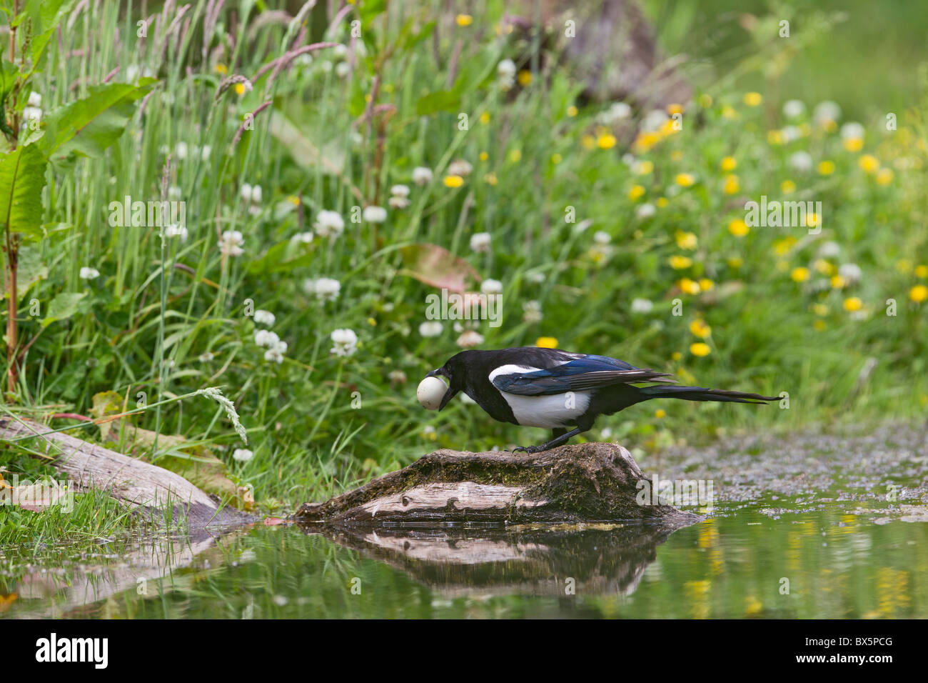 Magpie ( pica pica ) stealing pheasants egg Stock Photo - Alamy