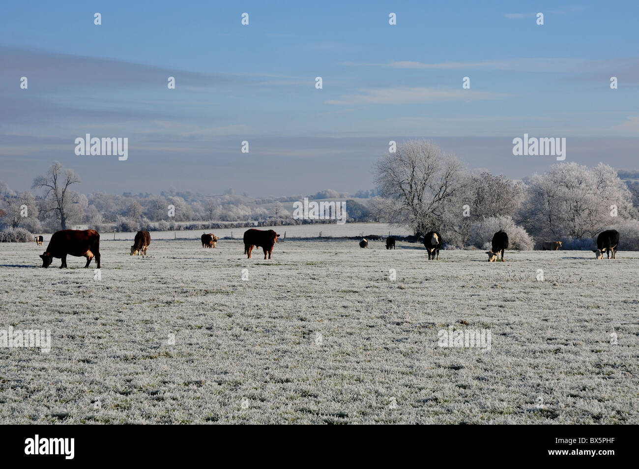 Freezing cattle hi-res stock photography and images - Alamy