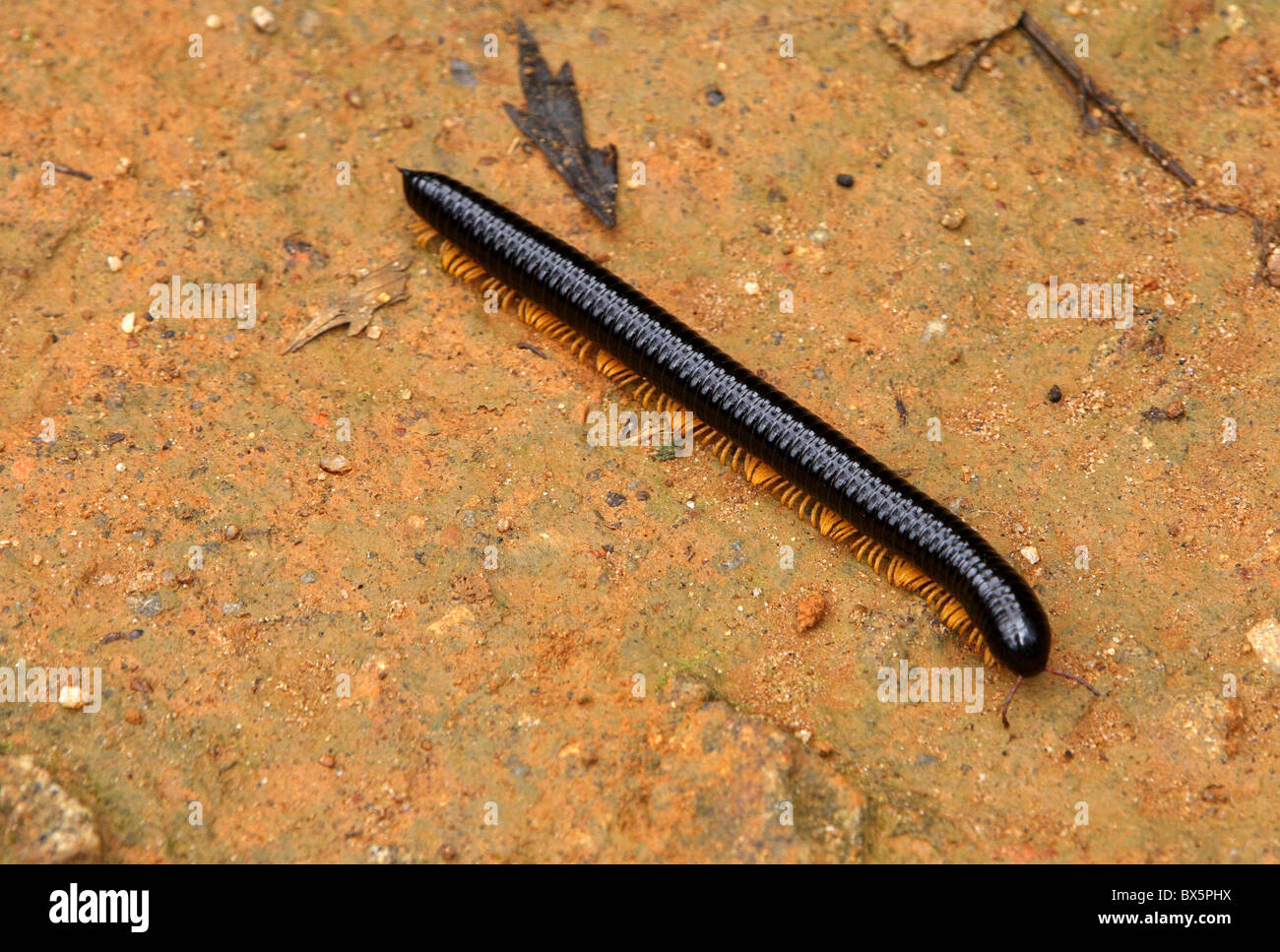Asian millipede hi-res stock photography and images - Alamy