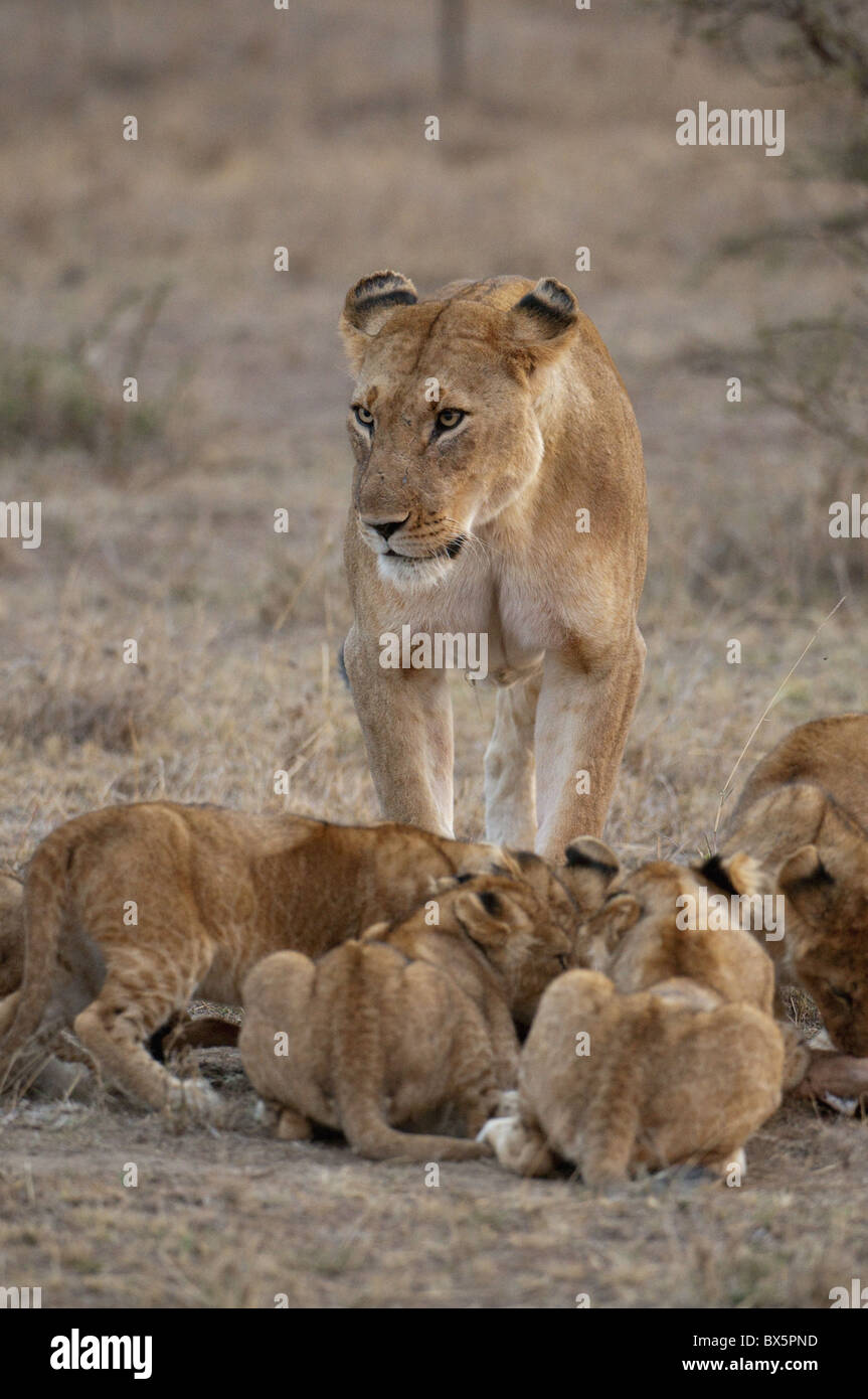Female lion cubs hi-res stock photography and images - Alamy