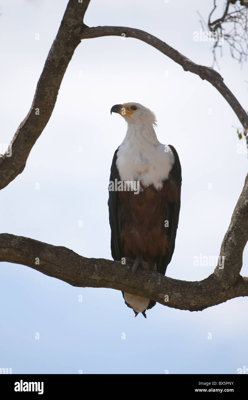 Masai mara eagle hi-res stock photography and images - Alamy