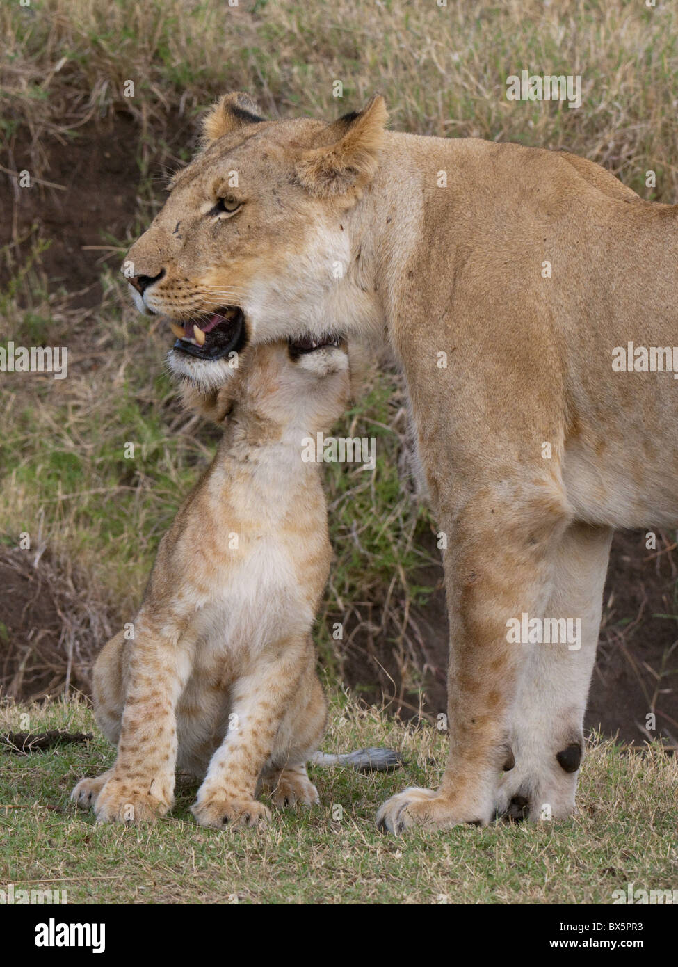 Female and cub hi-res stock photography and images - Alamy
