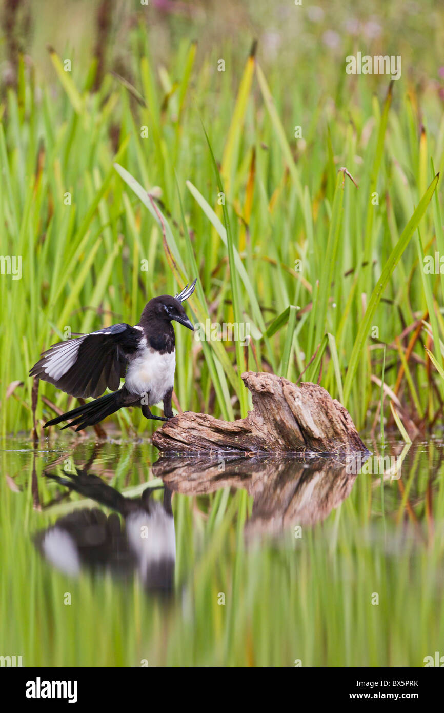 Magpie ( pica pica ) landing on stump in pond Stock Photo - Alamy