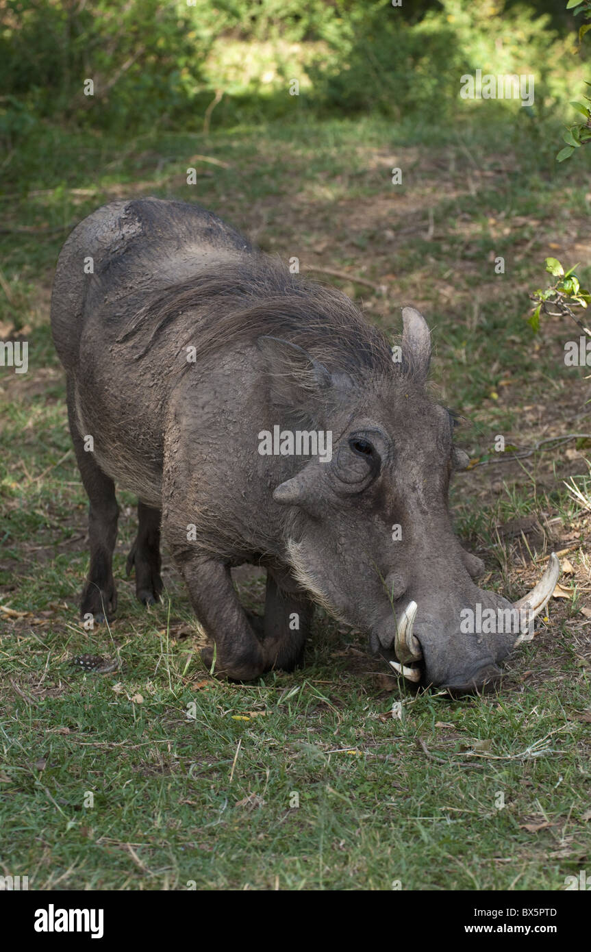 Warthog (Phacochoerus aethiopicus), Masai Mara, Kenya, East Africa ...