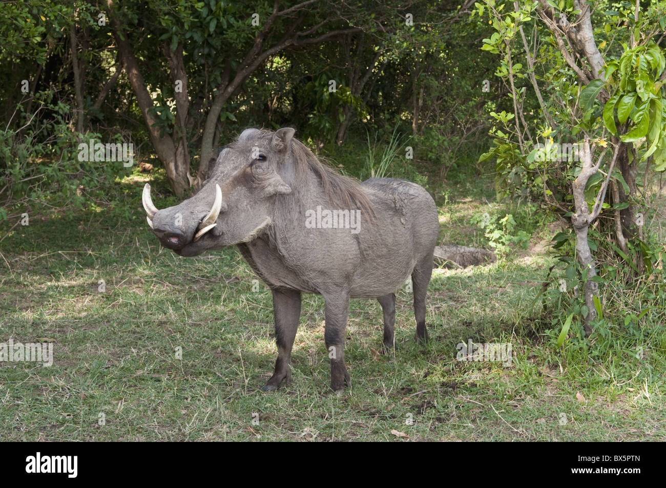 Warthog (Phacochoerus aethiopicus), Masai Mara, Kenya, East Africa ...