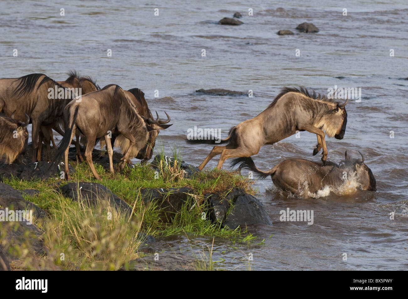 Wildebeest crossing Mara River during annual migration, Masai Mara ...