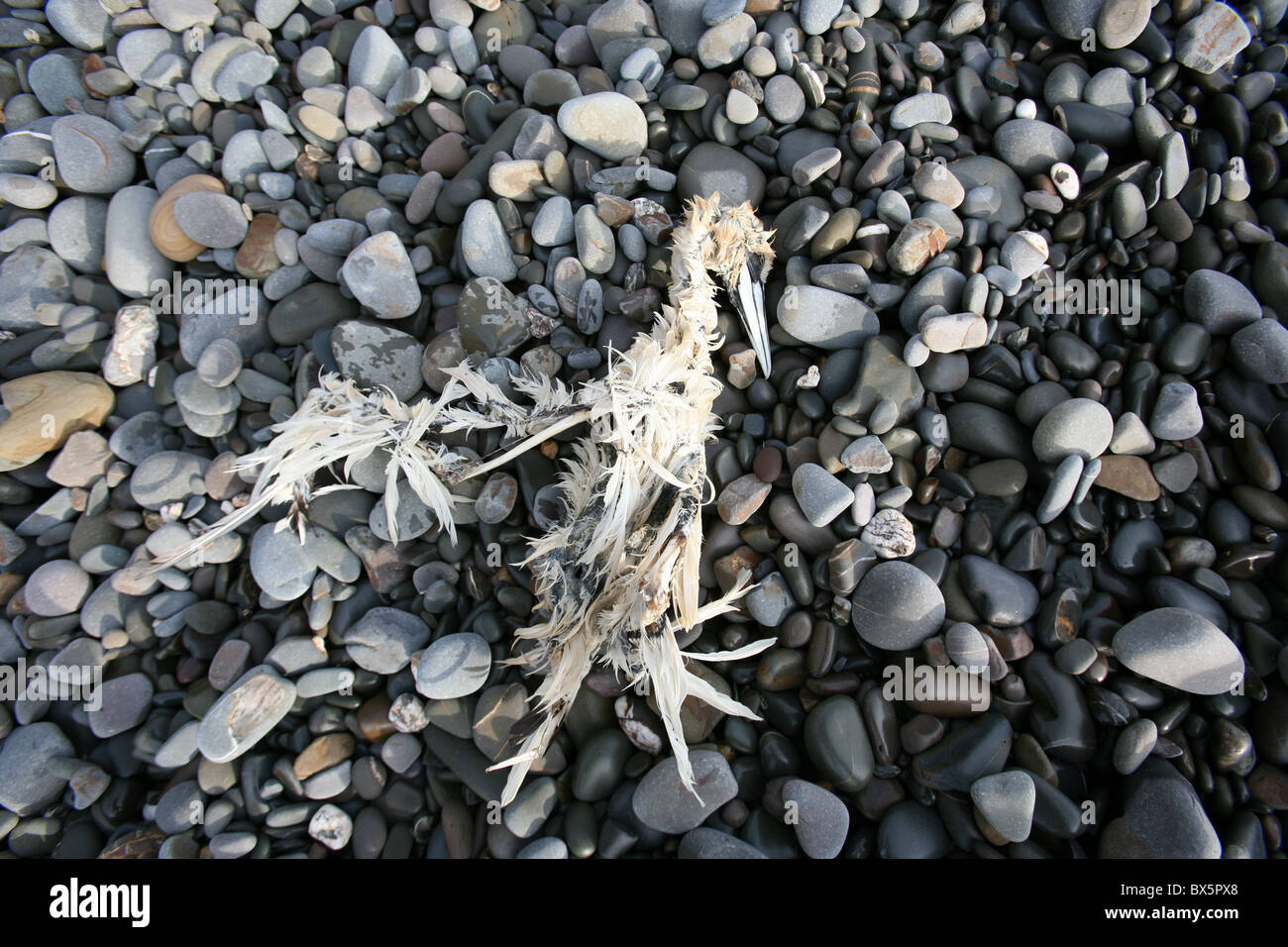 Rotten seabird rotting hi-res stock photography and images - Alamy