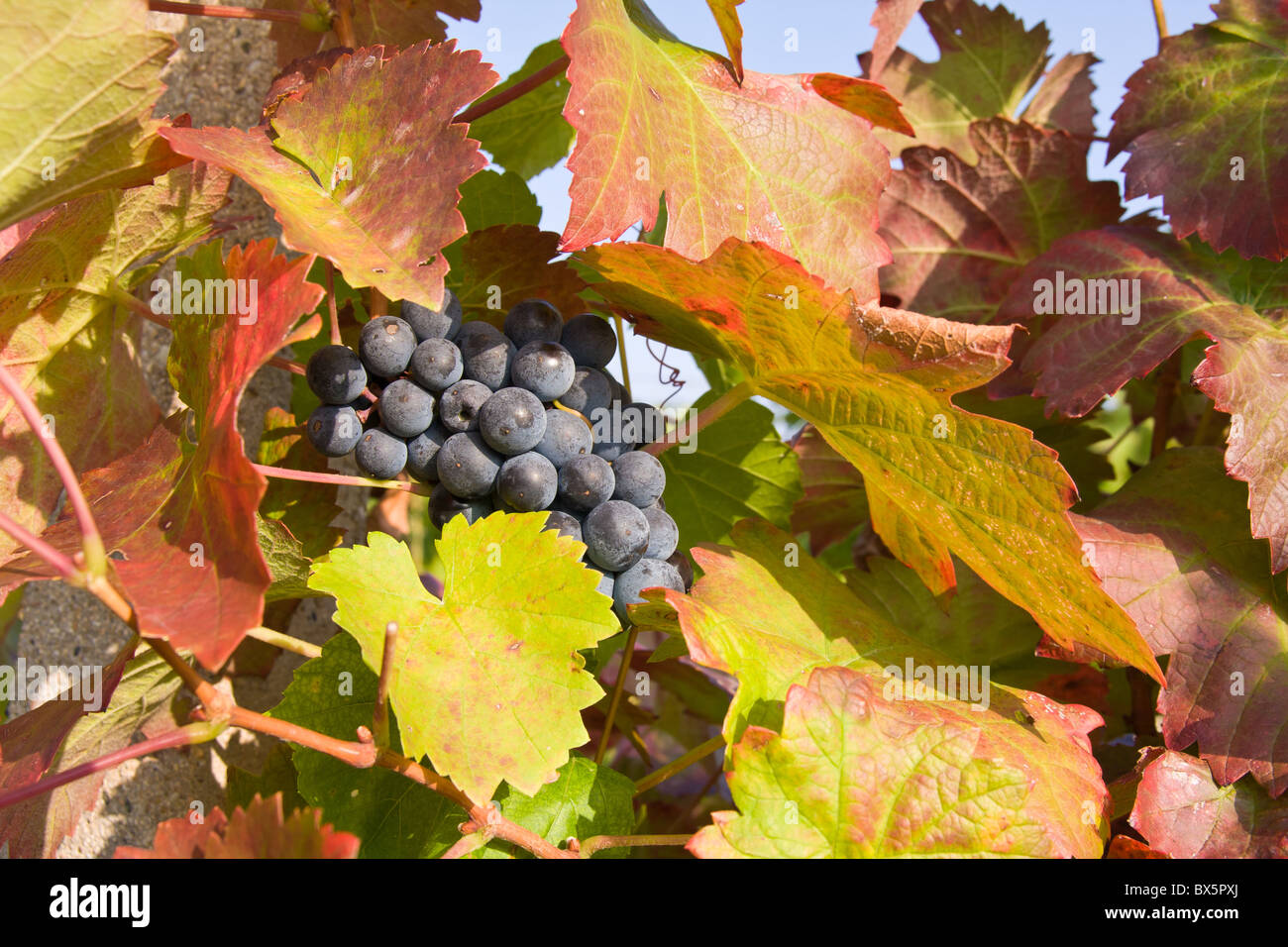 bunch of ripe grapes on grapevine right before harvest Stock Photo - Alamy