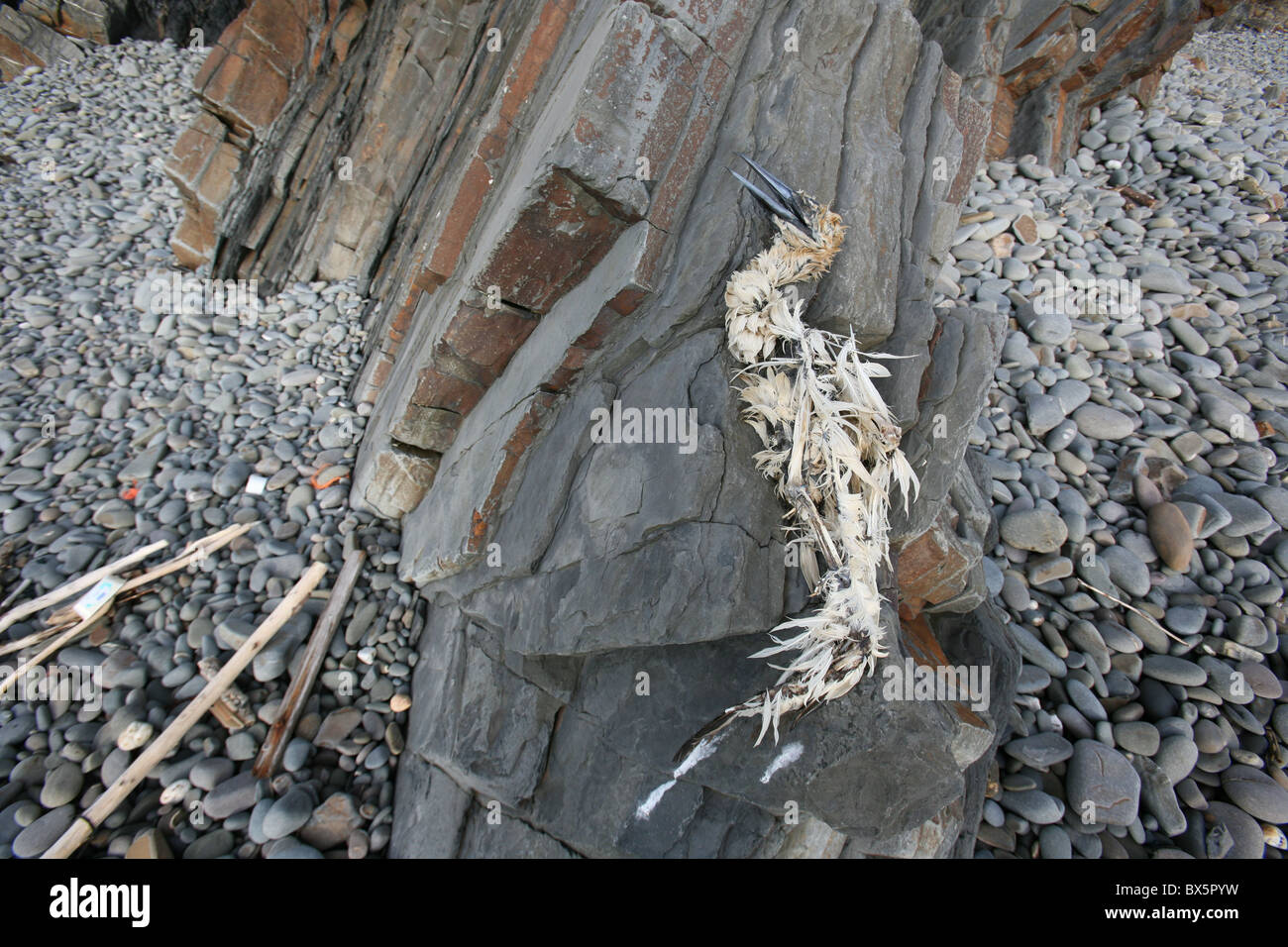 Bird skeleton with feathers hi-res stock photography and images - Alamy