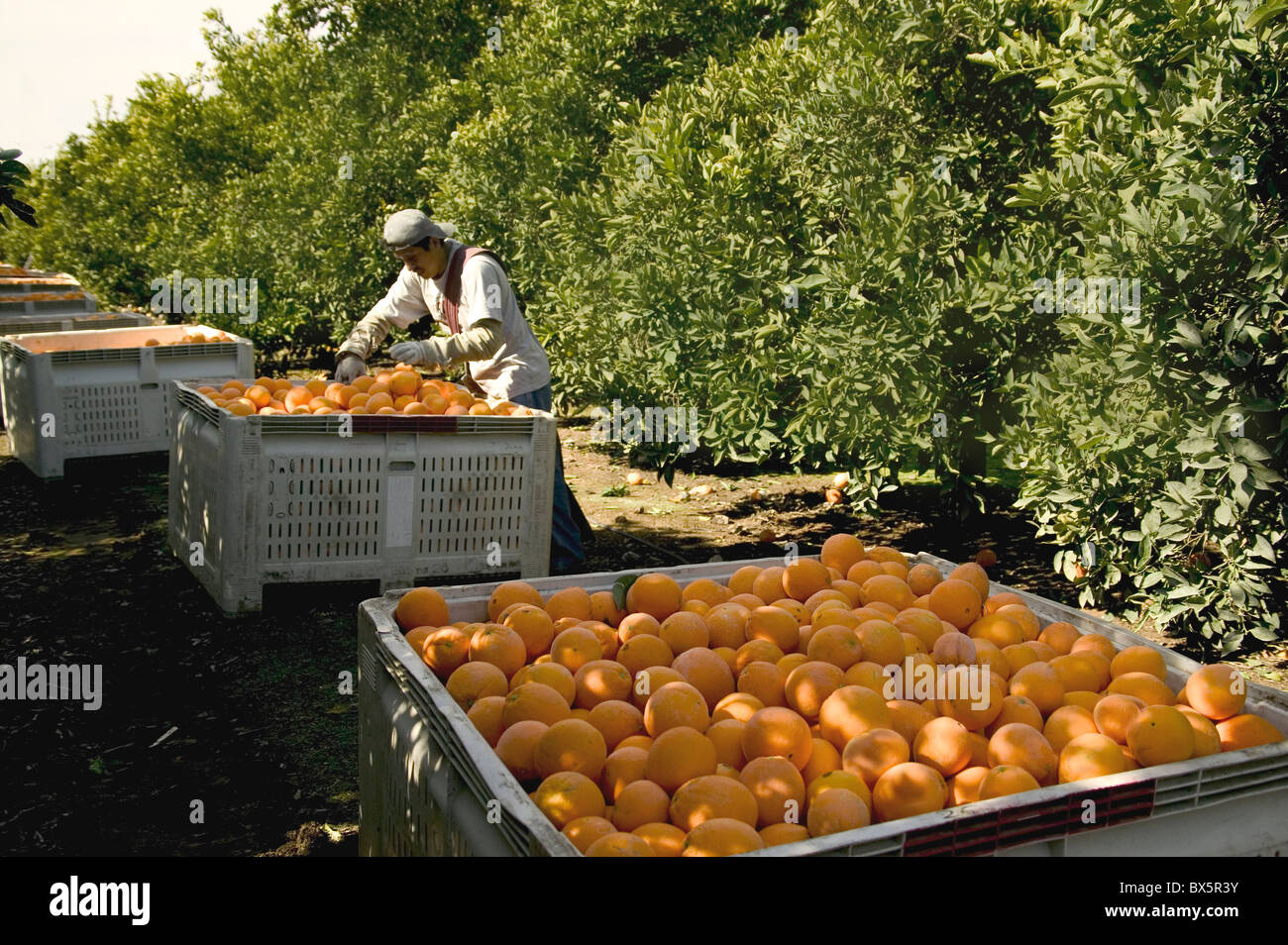 orange harvest, worker by field bins Stock Photo - Alamy