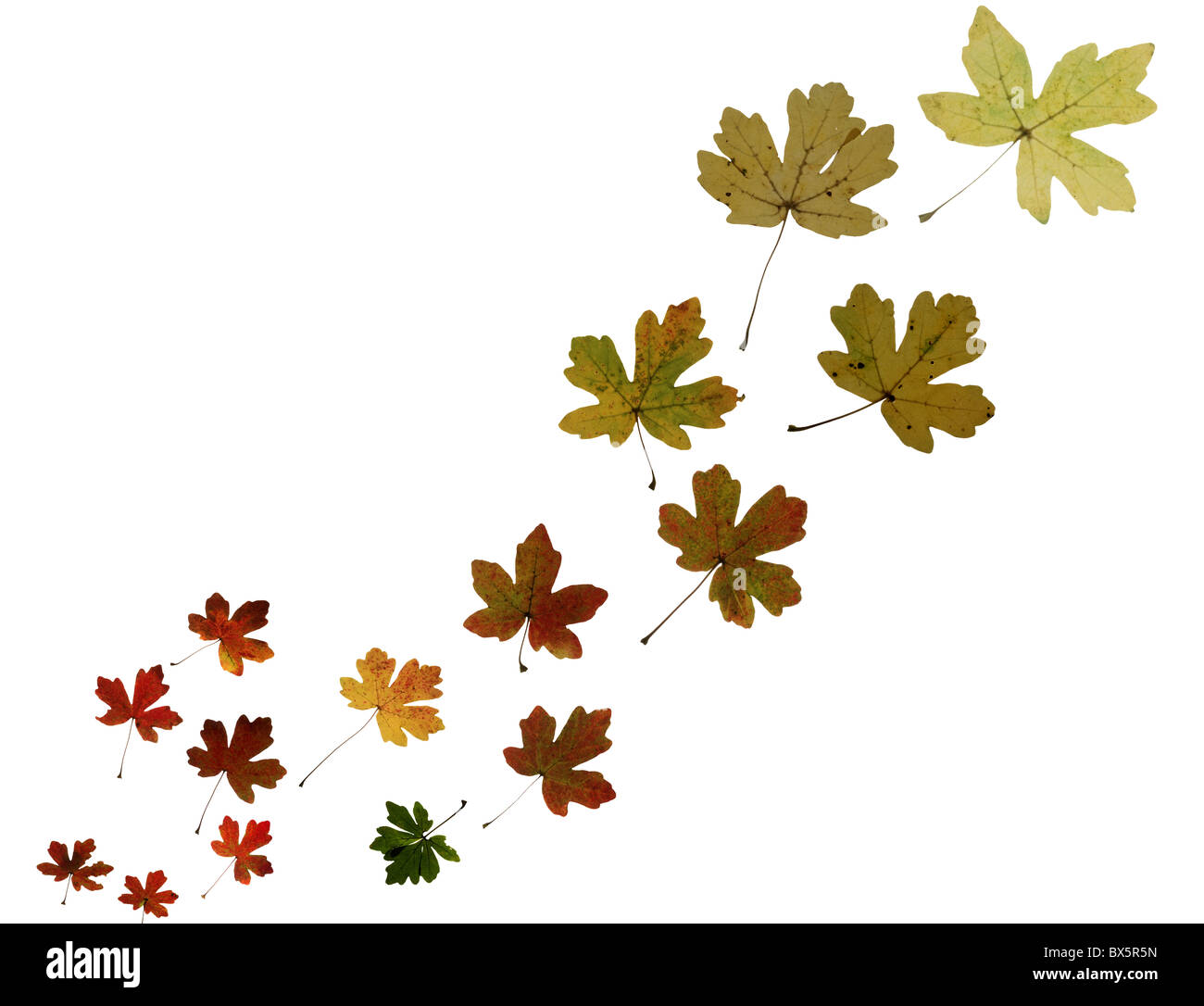 Autumn leaves,field maple Stock Photo - Alamy