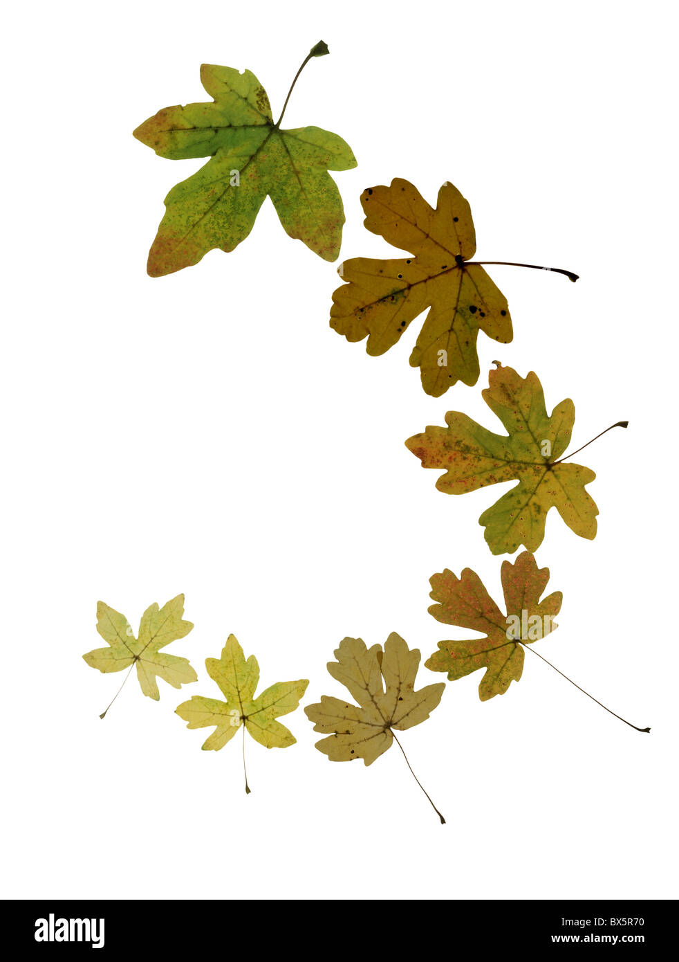 Autumn leaves,field maple Stock Photo - Alamy