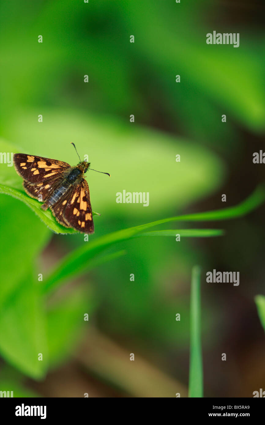 Arctic moth hi-res stock photography and images - Alamy