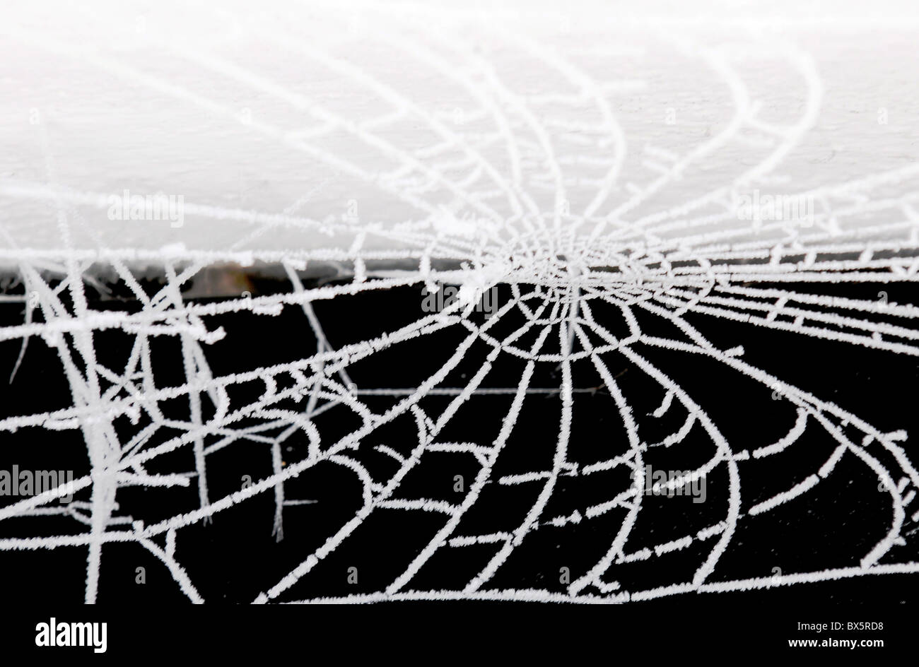 Frost covered cobweb in hi-res stock photography and images - Alamy