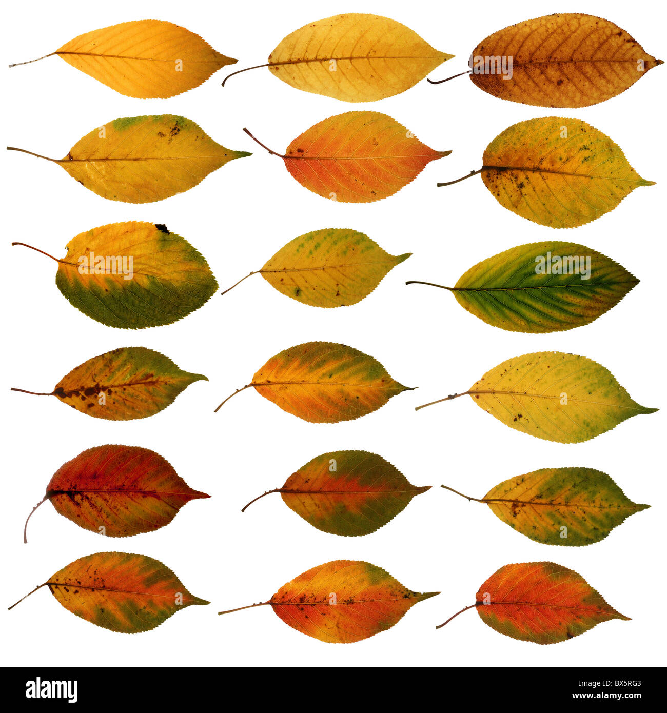 Autumn leaves,field maple Stock Photo - Alamy