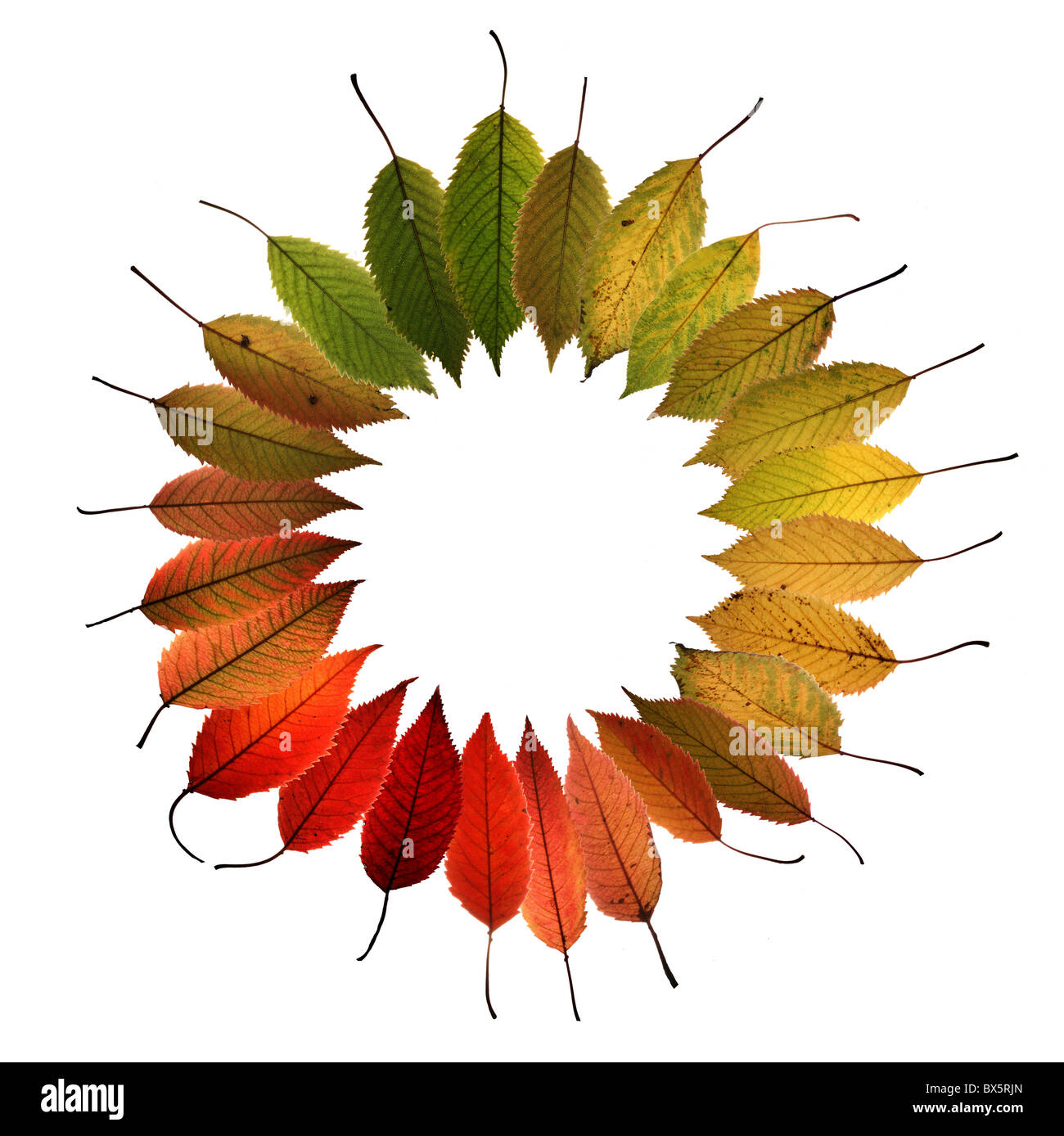 Fading falling leaves autumn Cut Out Stock Images & Pictures - Alamy