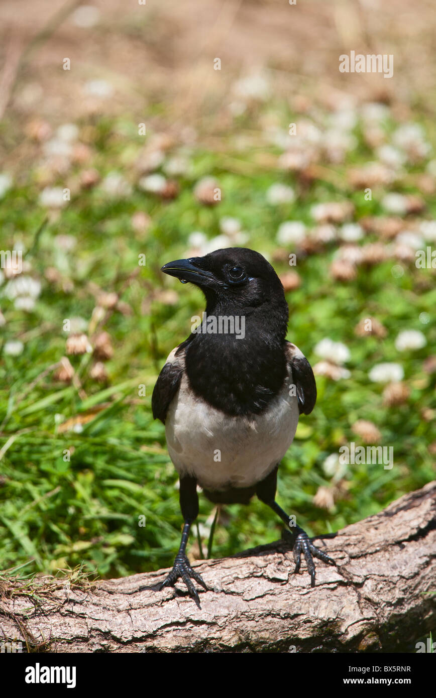 Magpie ( pica pica ) in meadow near pond Stock Photo - Alamy