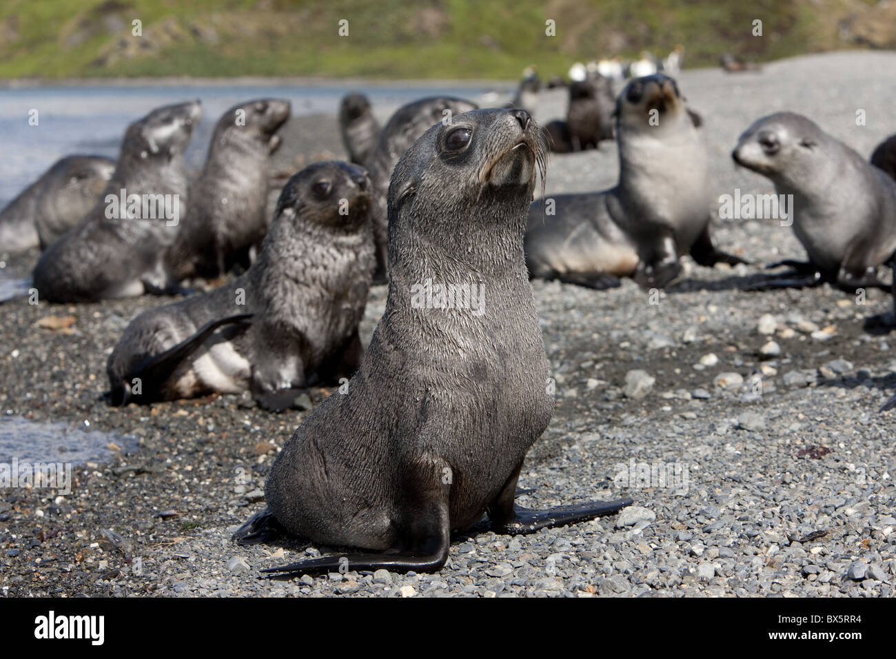 Antarctic fur seal pups hi-res stock photography and images - Alamy