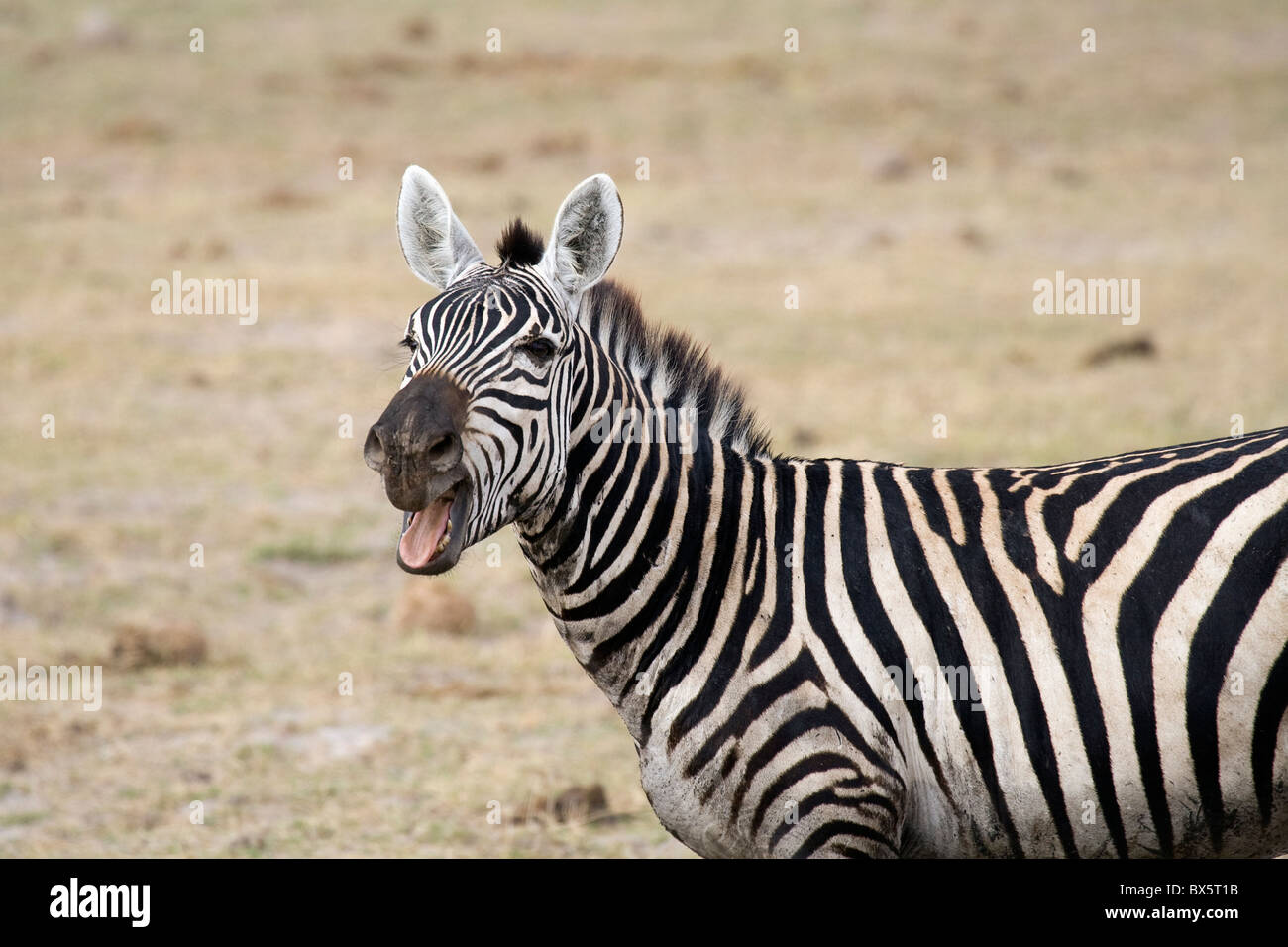 Laughing wildlife hi-res stock photography and images - Alamy