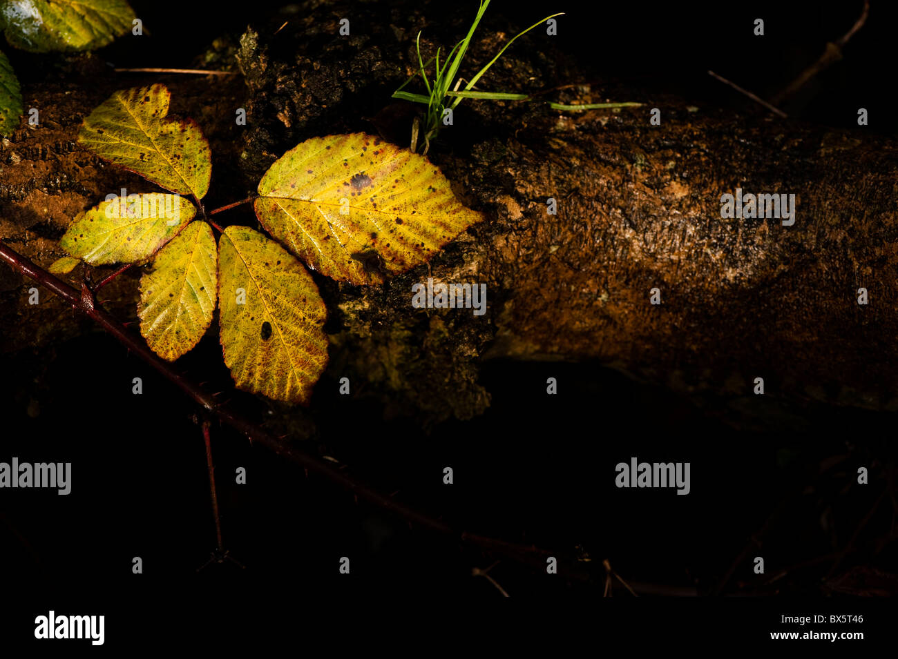 Brambles rubus hi-res stock photography and images - Alamy