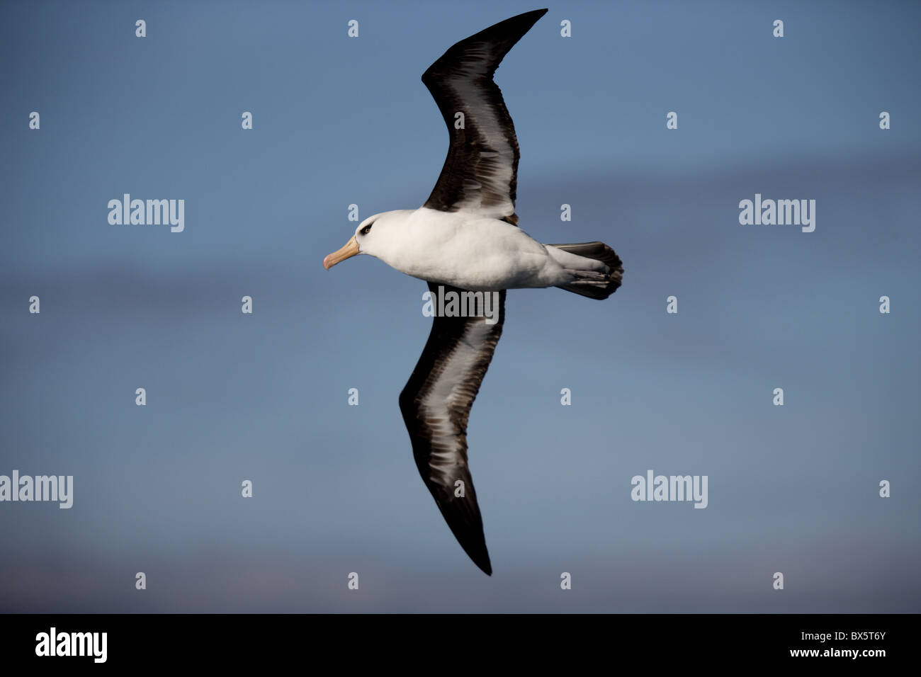 Black-browed albatross (Thalassarche melanophrys), Southern Ocean ...