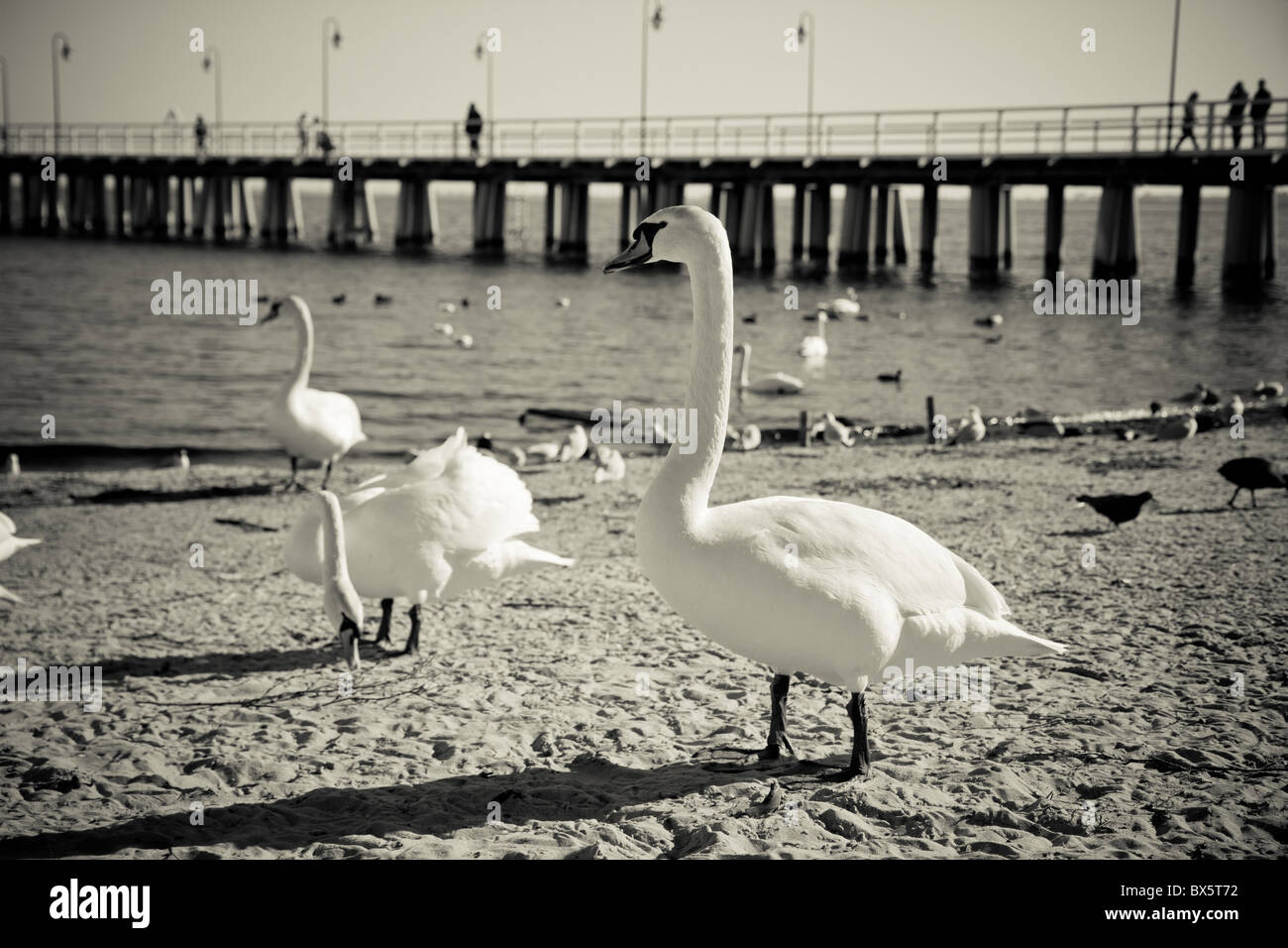 swans at wooden pier, Sopot, Poland Stock Photo - Alamy