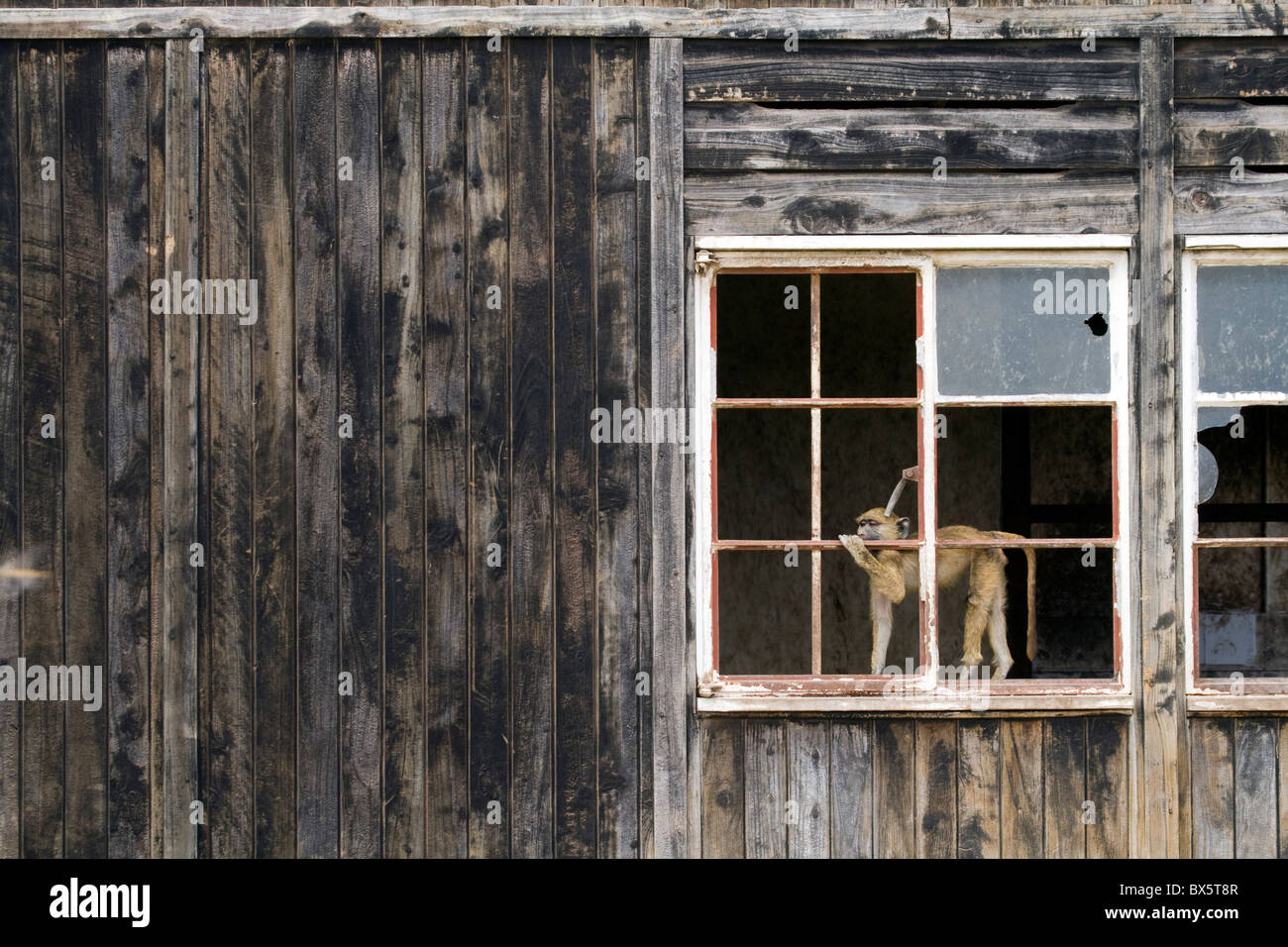 Baboon in the window of house Stock Photo - Alamy