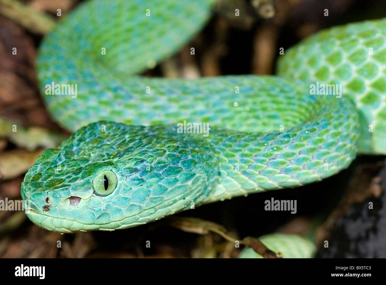 Honduran blue palm pitviper hi-res stock photography and images - Alamy