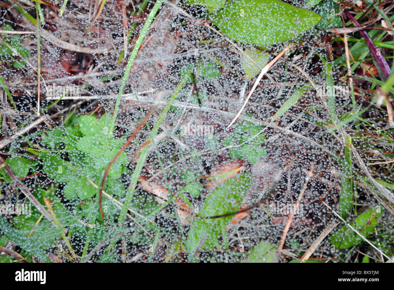 texture in autumn dew Stock Photo - Alamy