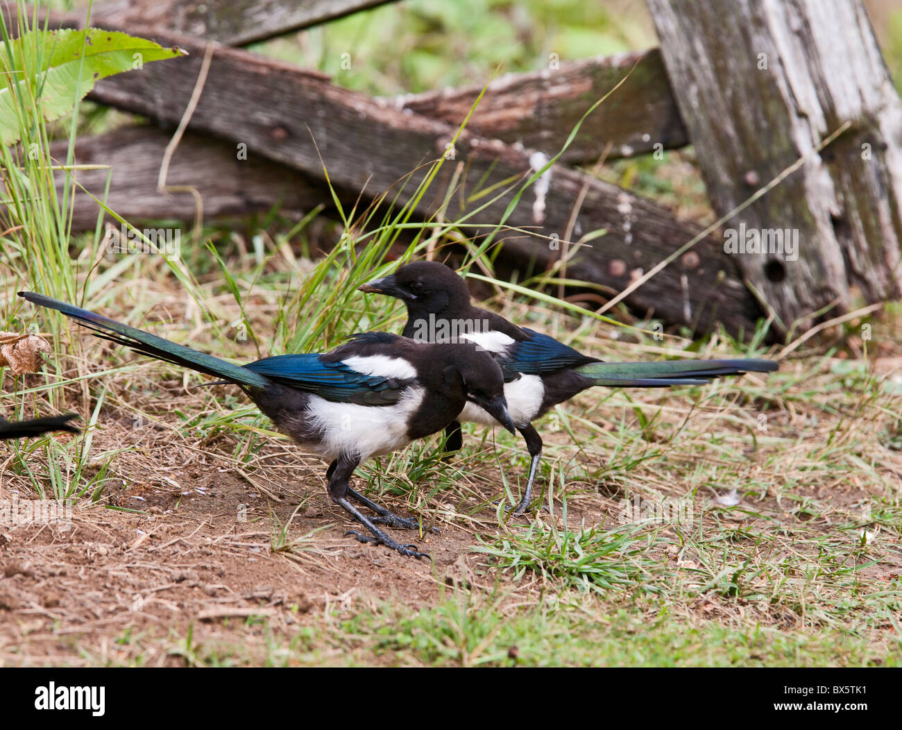 Magpie ( pica pica ) two in meadow searching for ants Stock Photo - Alamy