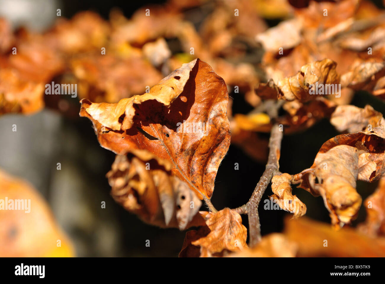 hazel leaves in autumn Stock Photo - Alamy
