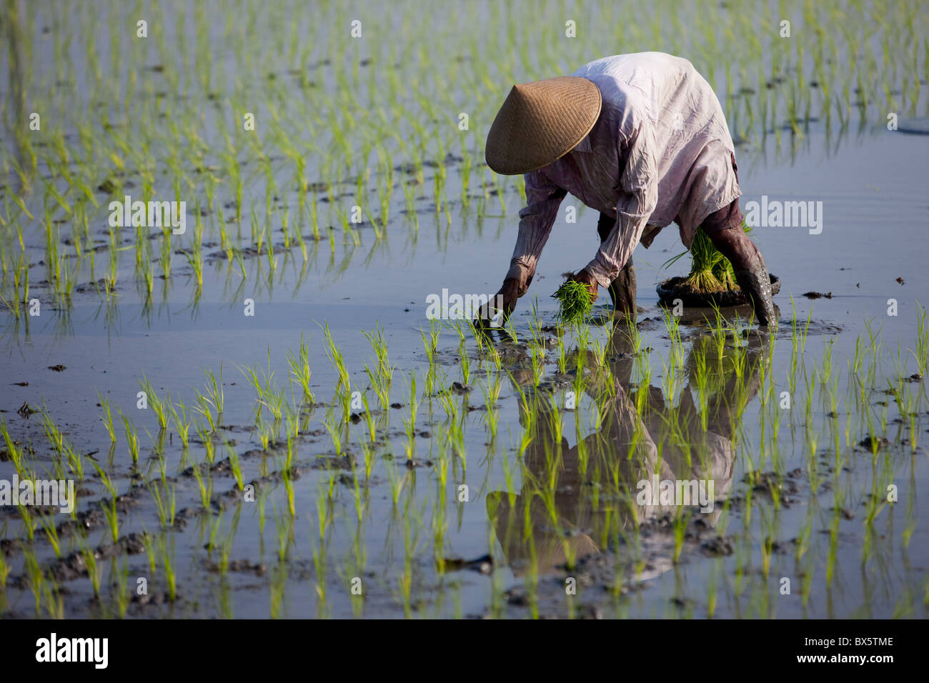 Farmer planting rice, Kerobokan, Bali, Indonesia, Southeast Asia, Asia ...
