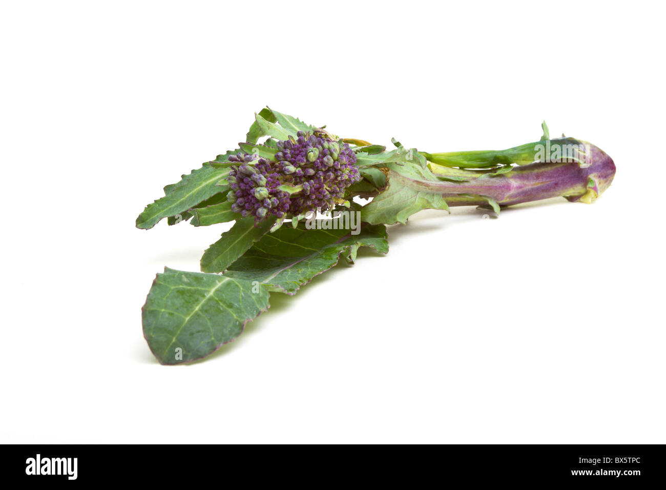 Purple sprouting broccoli head hi-res stock photography and images - Alamy