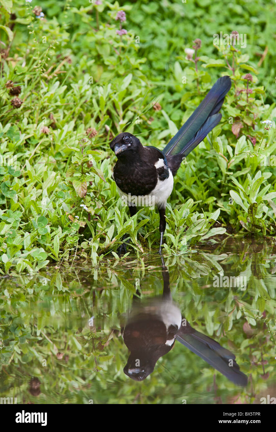 Magpie ( pica pica ) in meadow near pond Stock Photo - Alamy