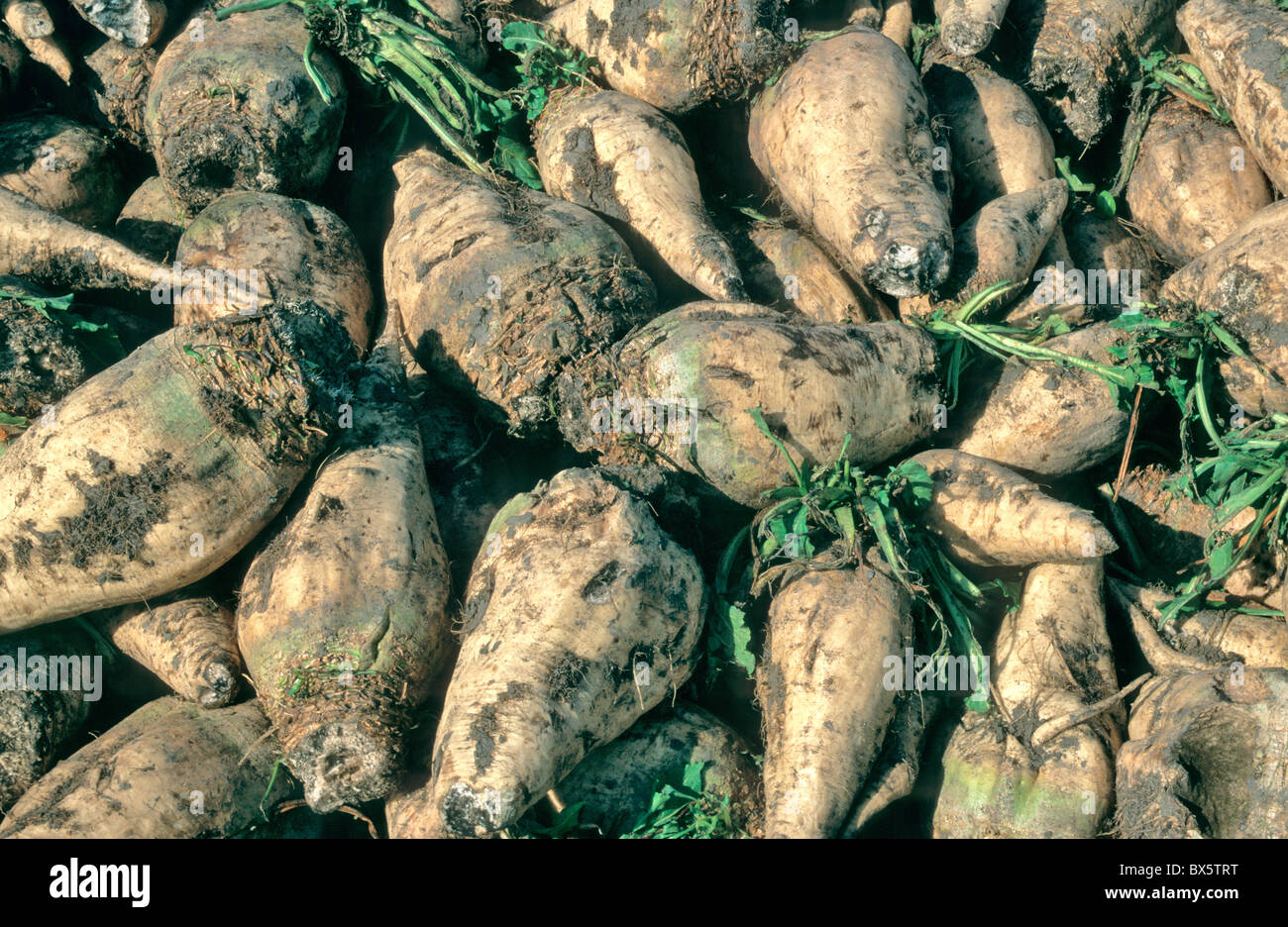 Harvested Sugar Beets Stock Photo - Alamy