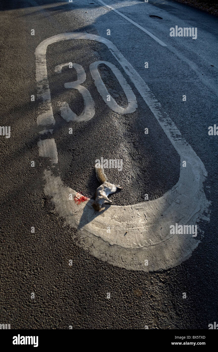 Speed kills road sign hi-res stock photography and images - Alamy