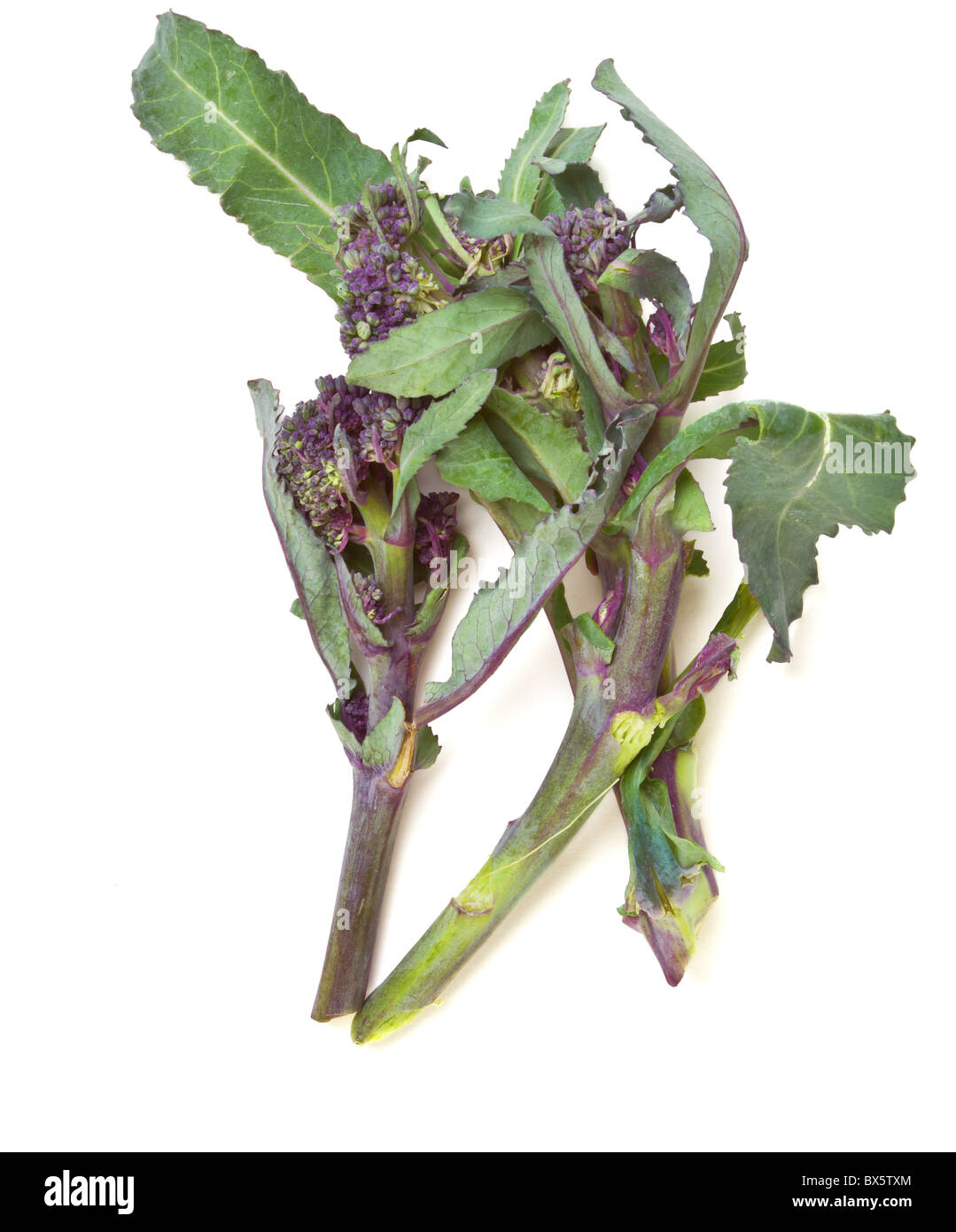 Purple sprouting broccoli head hi-res stock photography and images - Alamy