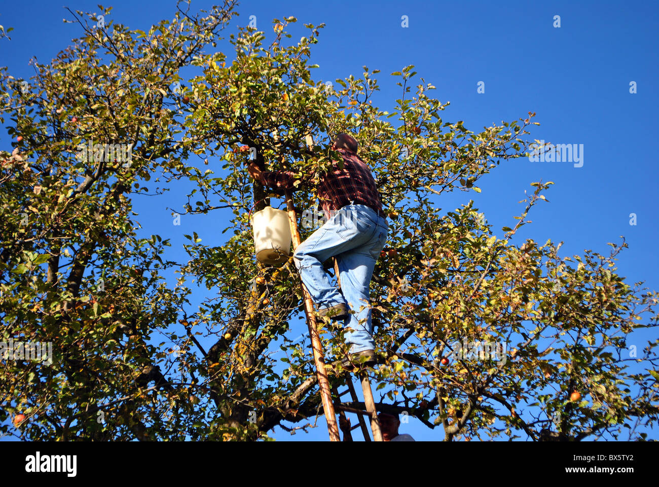 wooden ladder leaning against the tree for the apple harvest Stock ...