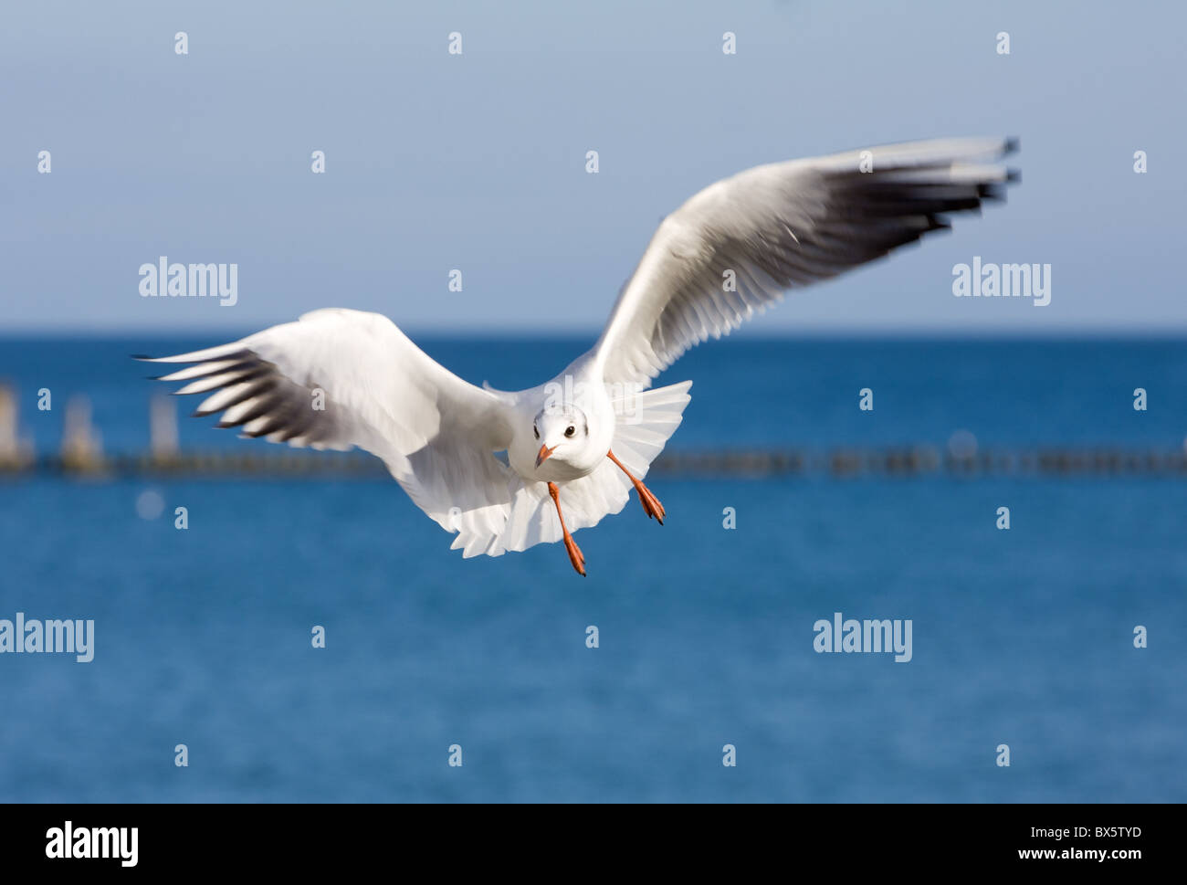 Feeding seaguls hi-res stock photography and images - Alamy