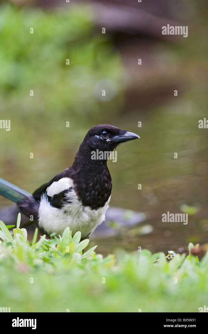 Magpie pica pica feeding hi-res stock photography and images - Alamy