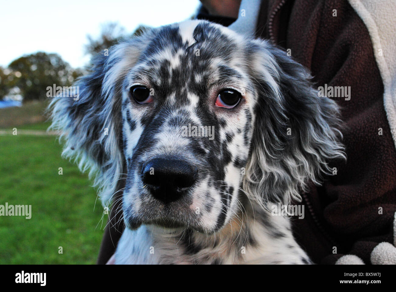 puppy dog, race setter Stock Photo - Alamy