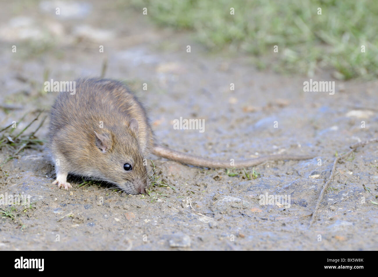 Brown rats rattus norvegicus scavenging hi-res stock photography and ...