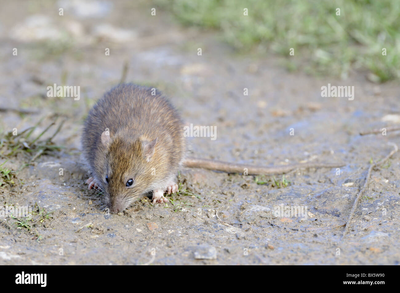 Young Brown Rat, rattus norvegicus, scavenging for food in farmyard ...