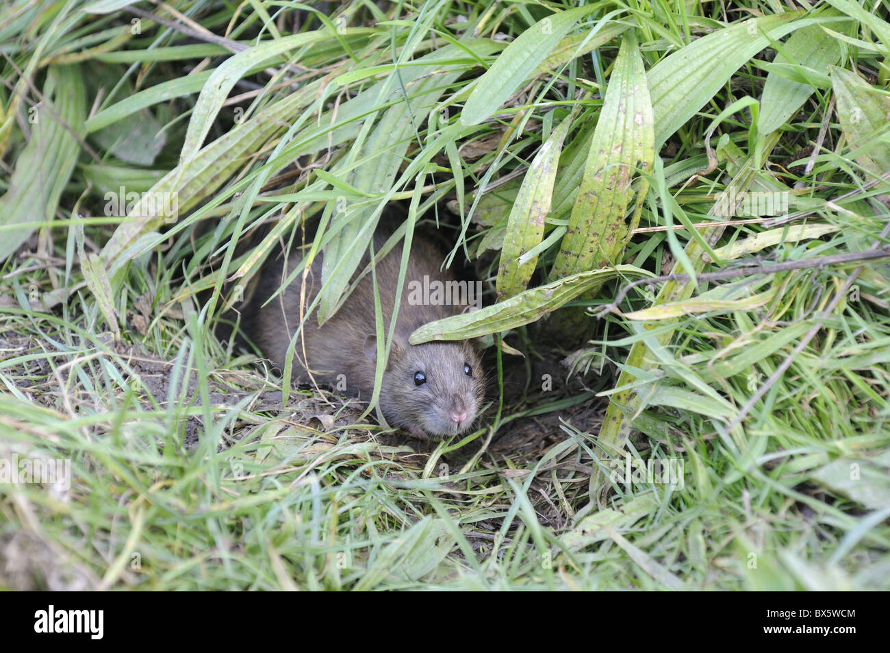 Young Brown Rat, rattus norvegicus, looking out of burrow, UK, November ...