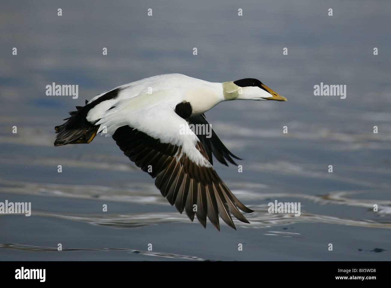 Male [Eider Duck] [Somateria mollissima] in flight from the side with ...