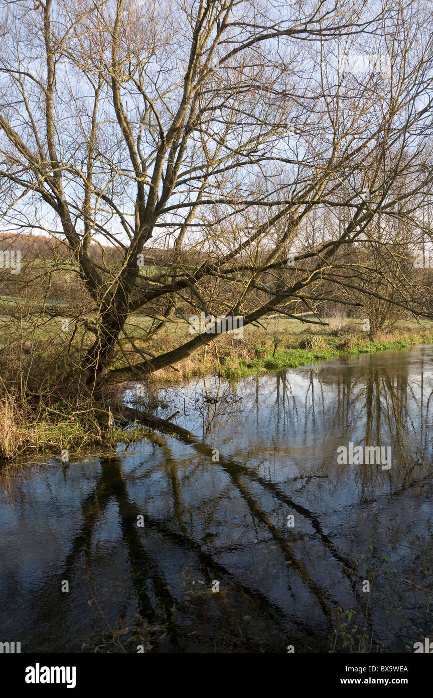 Overhanging Winter tree and reflection in the River Chess a clear ...
