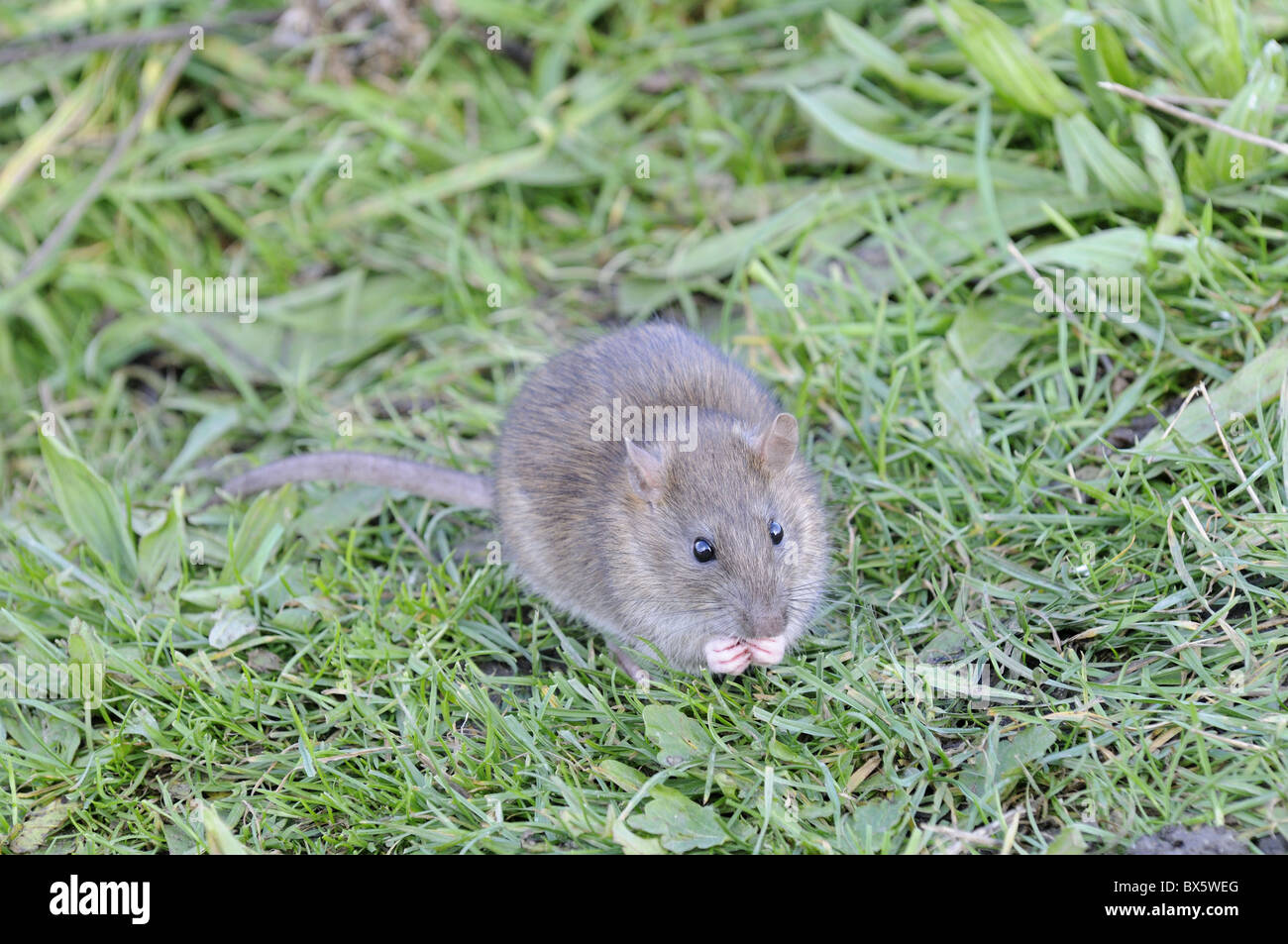 Young Brown Rat, rattus norvegicus, feeding with paws, UK, November ...